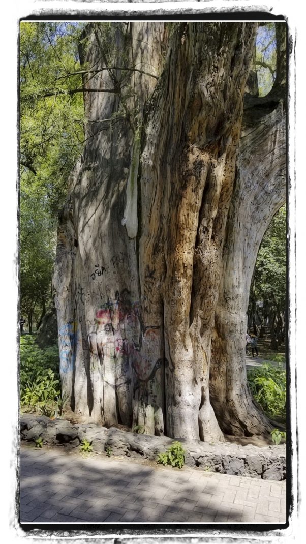 Trees-Montezuma Cypress – barked